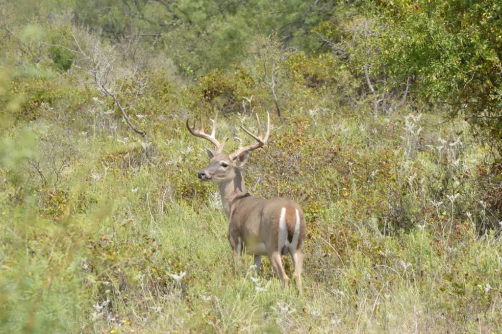Whitetail - Texas Granola Girl | Texas & Southern Keto Comfort Food Recipes